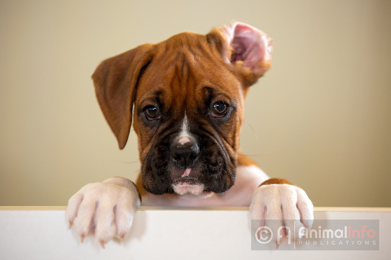 Boxer Dog Photos - Dog Breed Photography & Images - Getting to Know Dogs